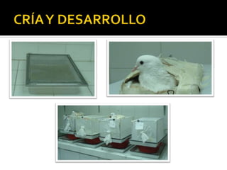 SUSCEPTIBLIDAD DE Aedes aegypti AL LARVICIDA TEMEPHOS (ABATE® ), LA ...