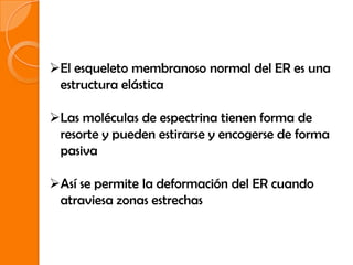 Eliptocitosis Hereditaria | PPTX