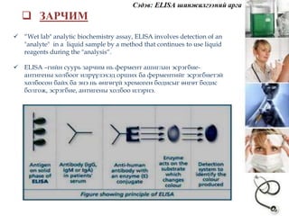 ELISA | PPTX