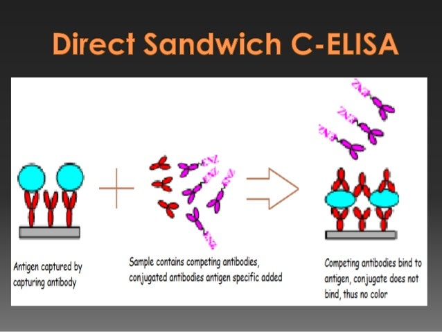 Enzyme Linked Immunosorbent Assay ELISA and its types with emphasis o…