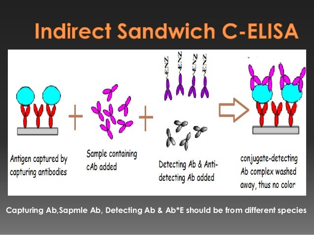 Enzyme Linked Immunosorbent Assay ELISA and its types with emphasis o…