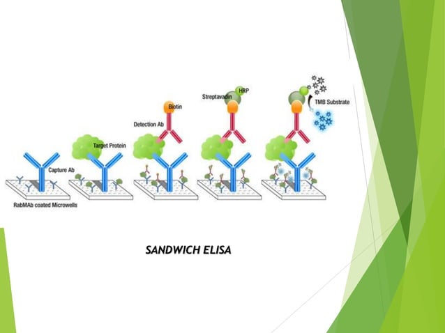 ELISA | PPTX | Chemistry | Science