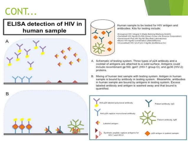 ELISA | PPTX | Chemistry | Science