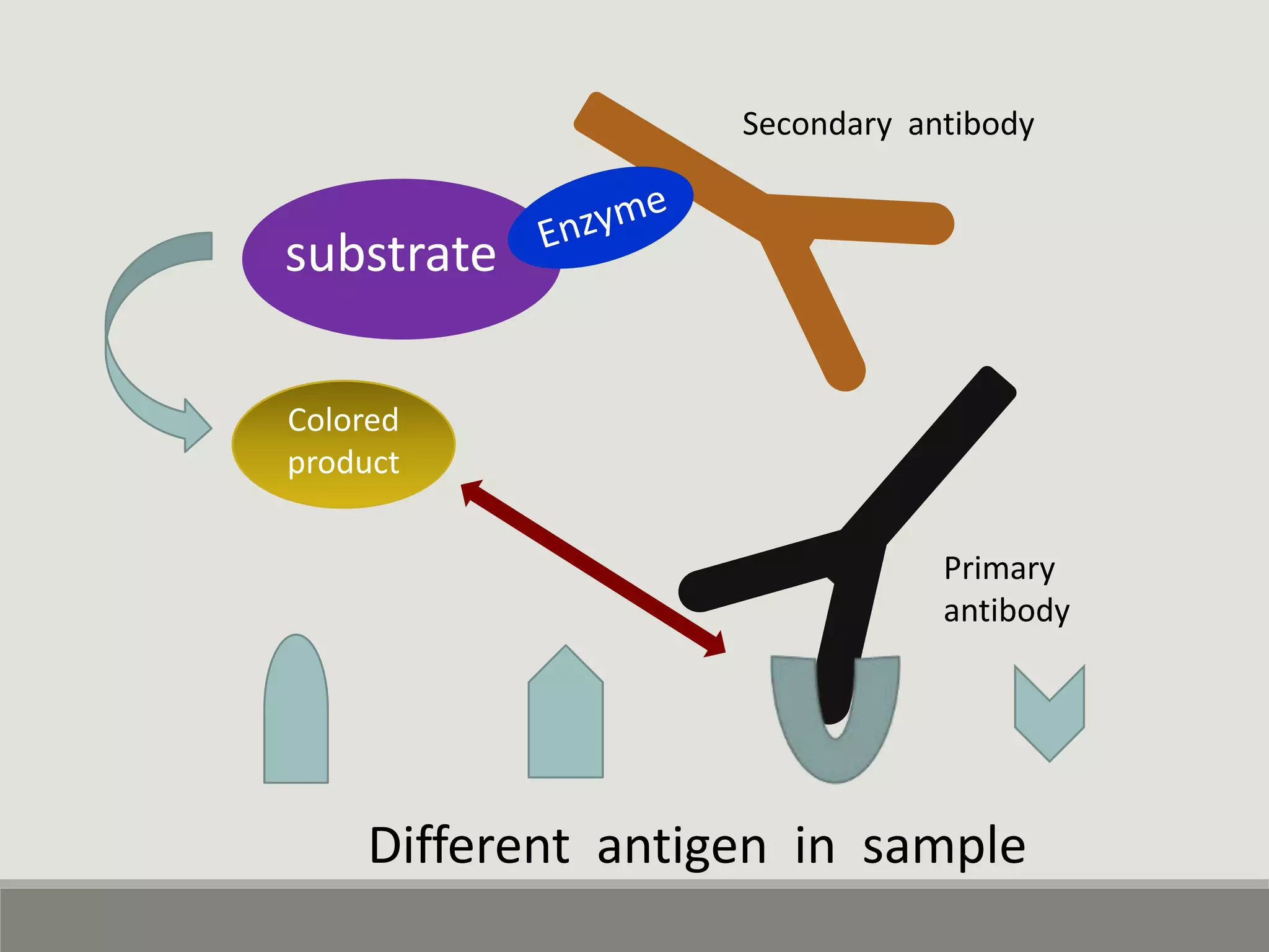 Elisa AND ITS APPLICATION | PPTX