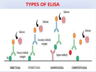Elisa | PPT