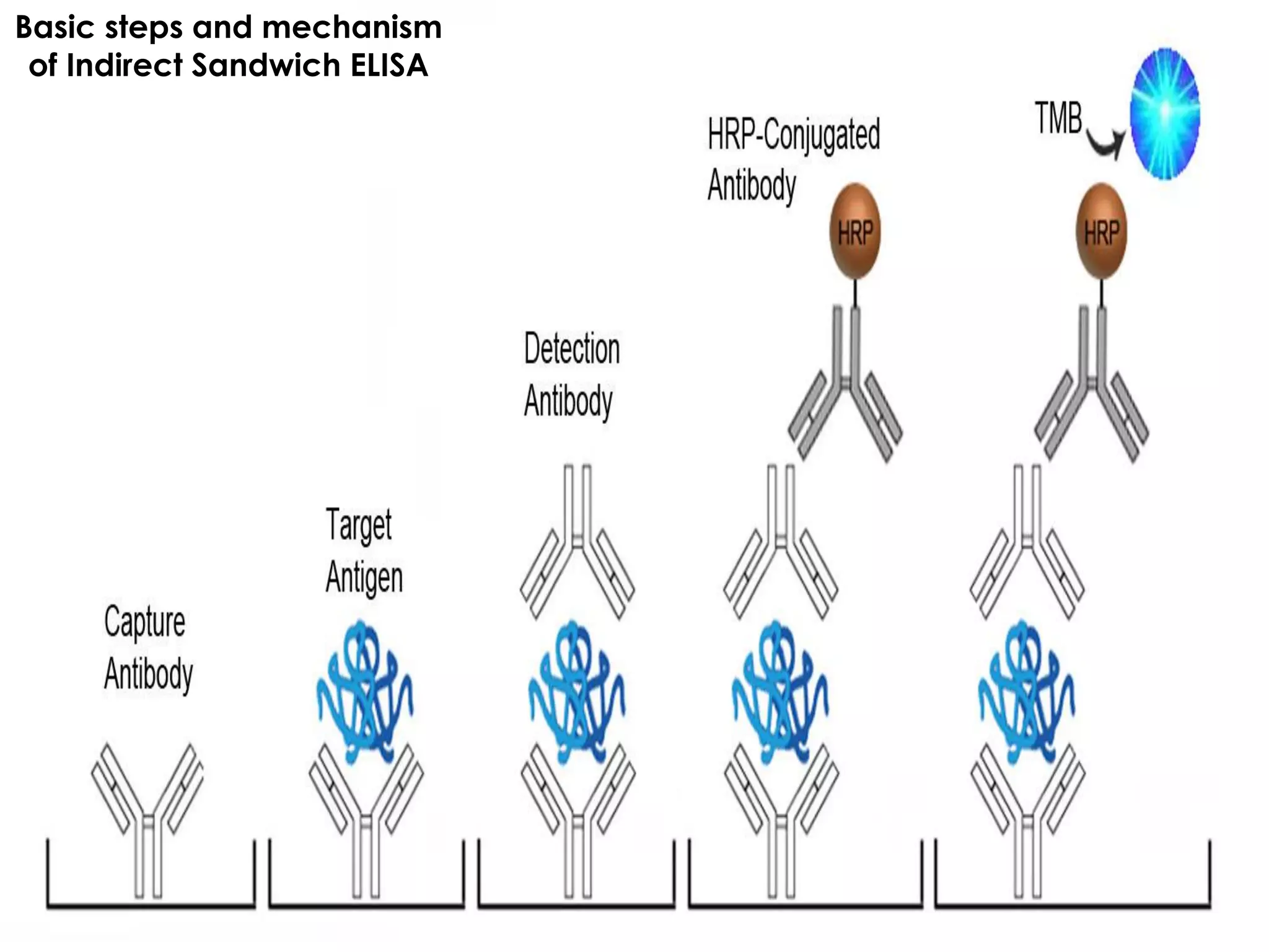 ELISA: Enzyme-linked Immunosorbent Assay | PDF