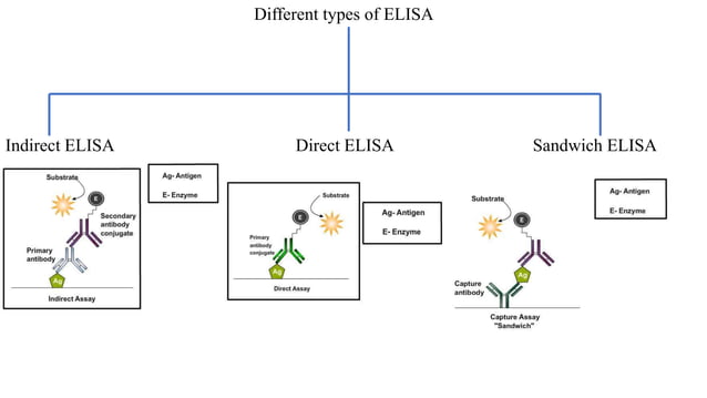 Elisa (Enzyme linked immuno sorbent assay) | PPT