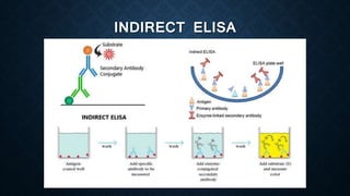 Enzyme Linked Immuno Sorbent Assay | PPTX