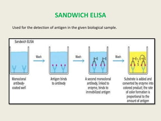 Enzyme Linked Immunosorbent Assay | PPTX