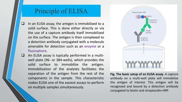 elisa-220428090127.pdf