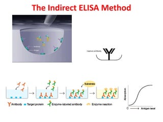 ELISA.pptx