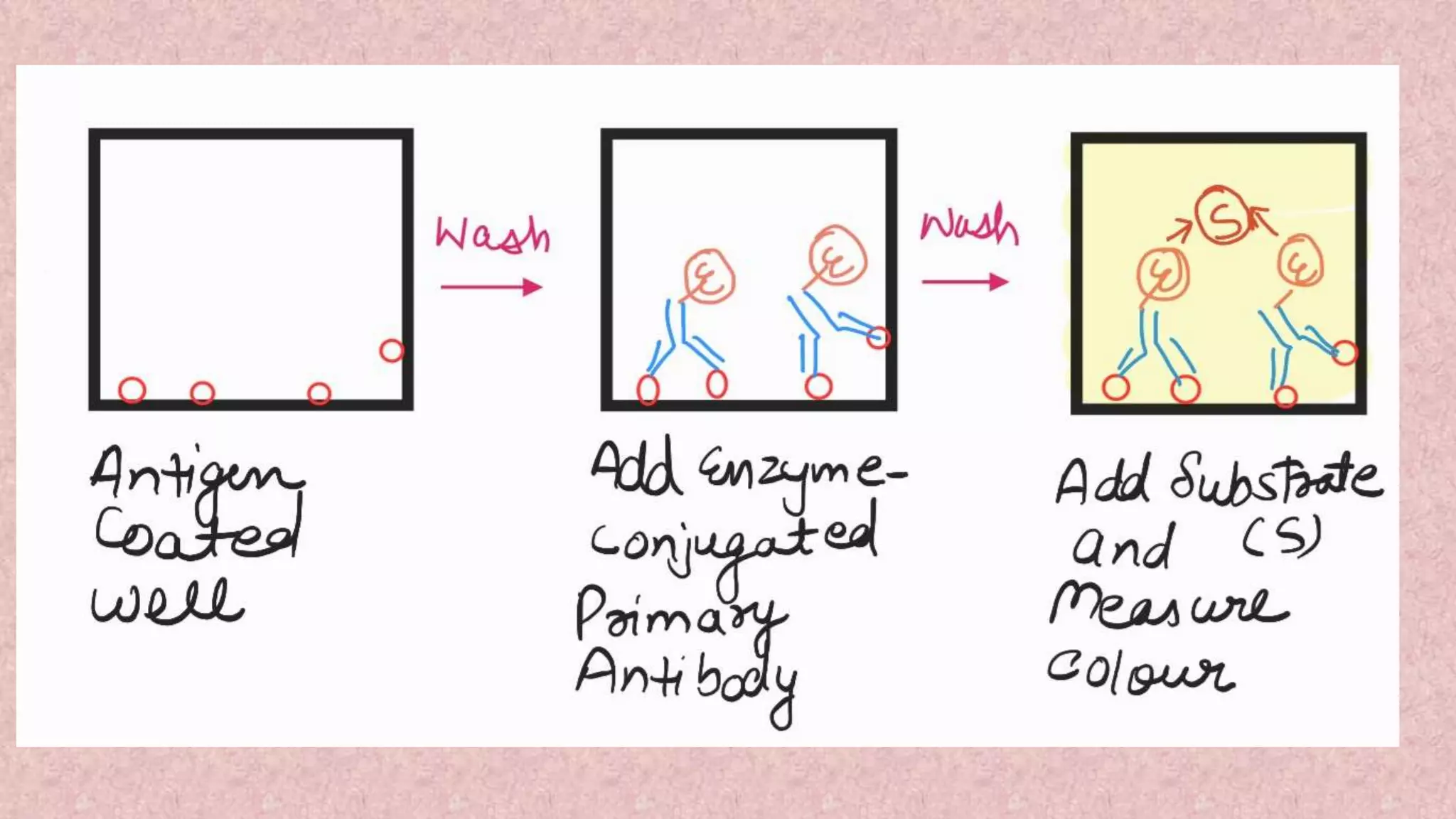 ELISA (enzyme-linked immuno sorbent assay) by Pranzly.ppt