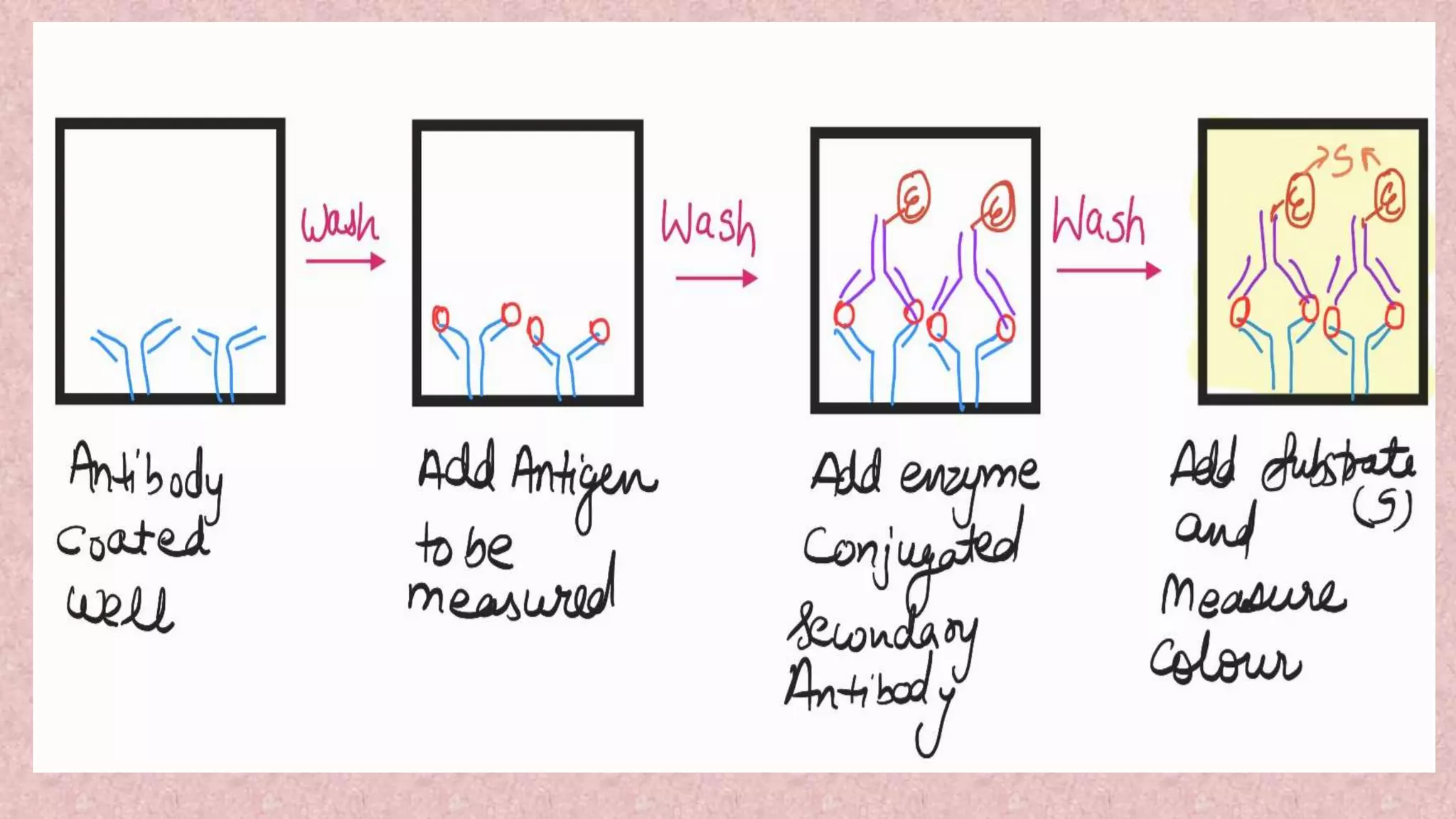 ELISA (enzyme-linked immuno sorbent assay) by Pranzly.ppt