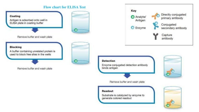 Enzyme linked immuno sorbent assay(ELISA) | PPT