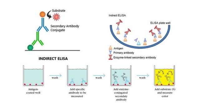 Enzyme linked immuno sorbent assay(ELISA) | PPT
