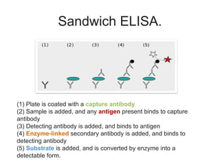 ELISA.pptx molecular diagnostics by taimoor | PPT