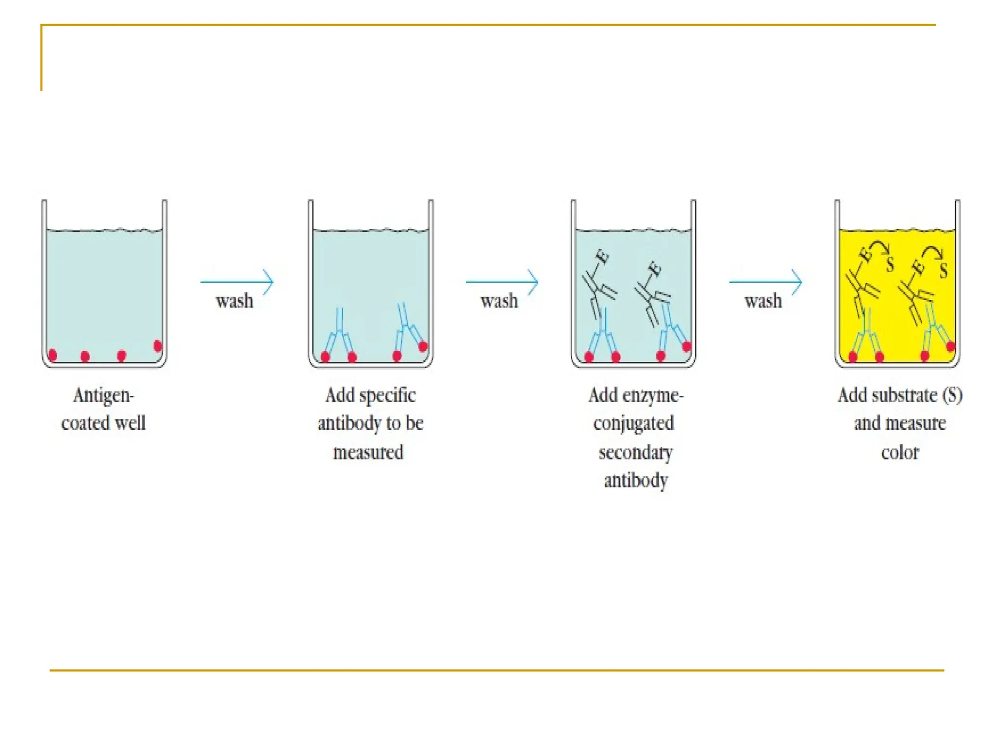 Enzyme linked immunosorbent assay techniques | PPT