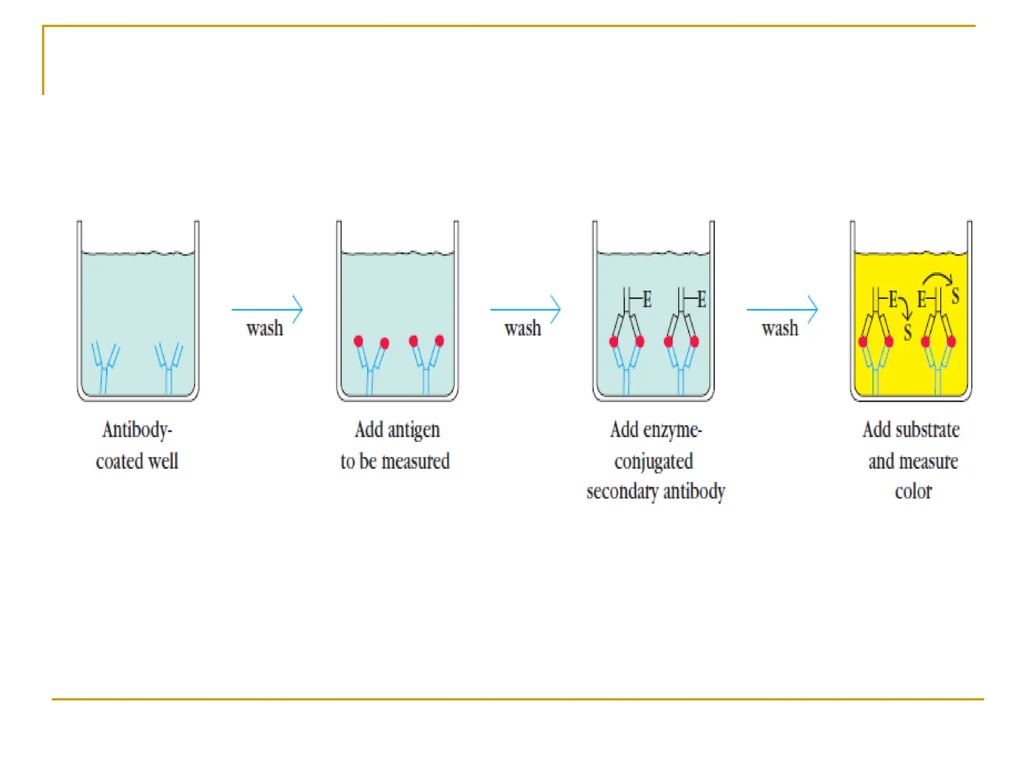 Enzyme linked immunosorbent assay techniques | PPT