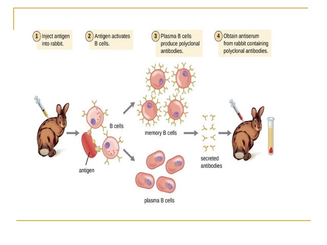 Enzyme linked immunosorbent assay techniques | PPT