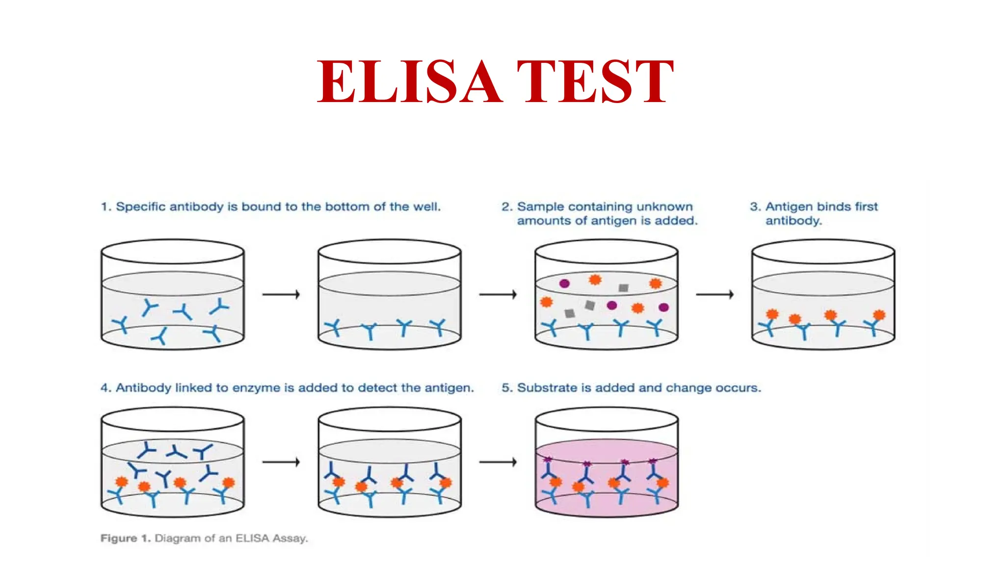 ELISA.pptx about the test elisa its working and its fx | PPTX