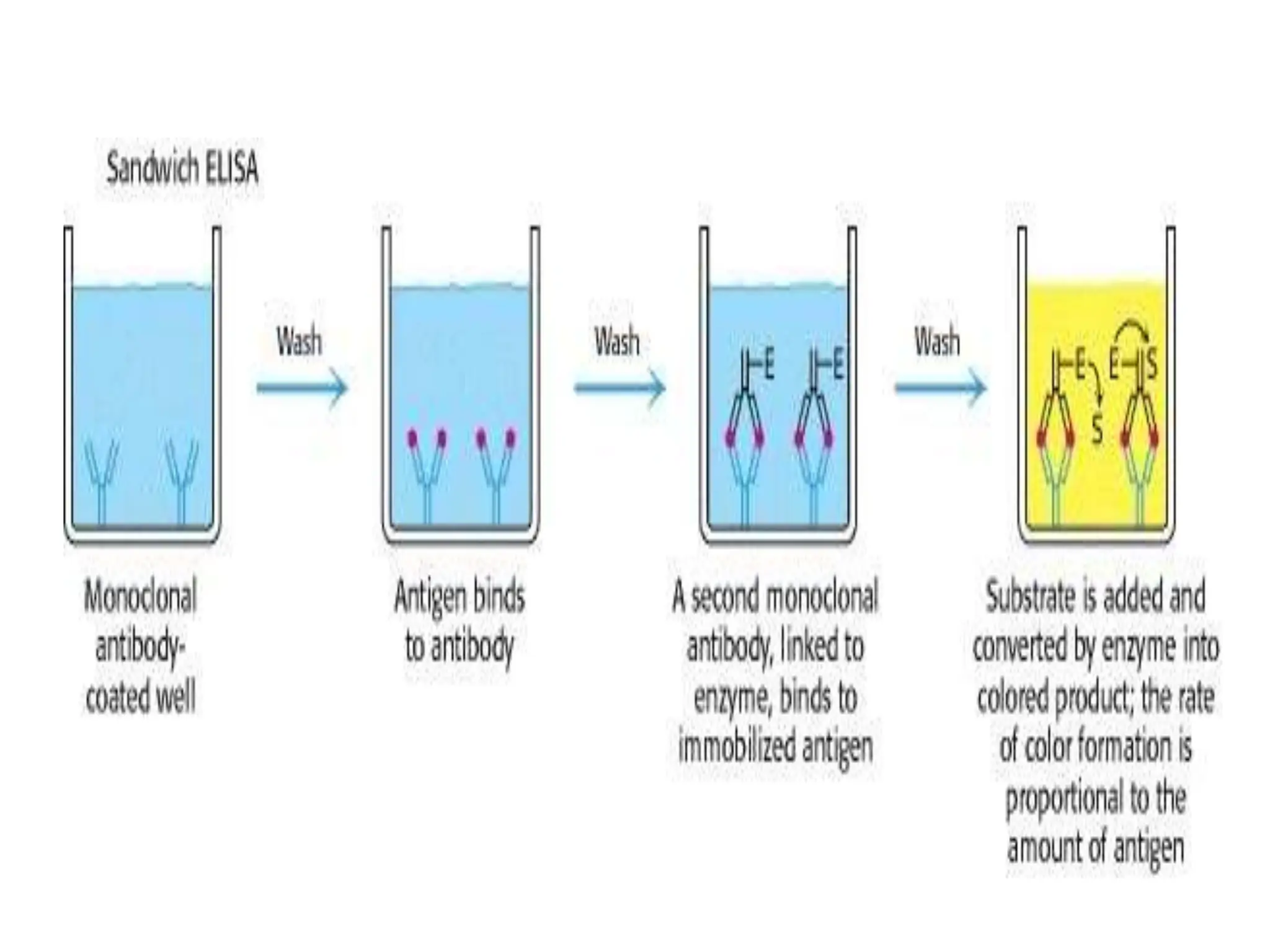ELISA- Principle, Types and Applications.pptx