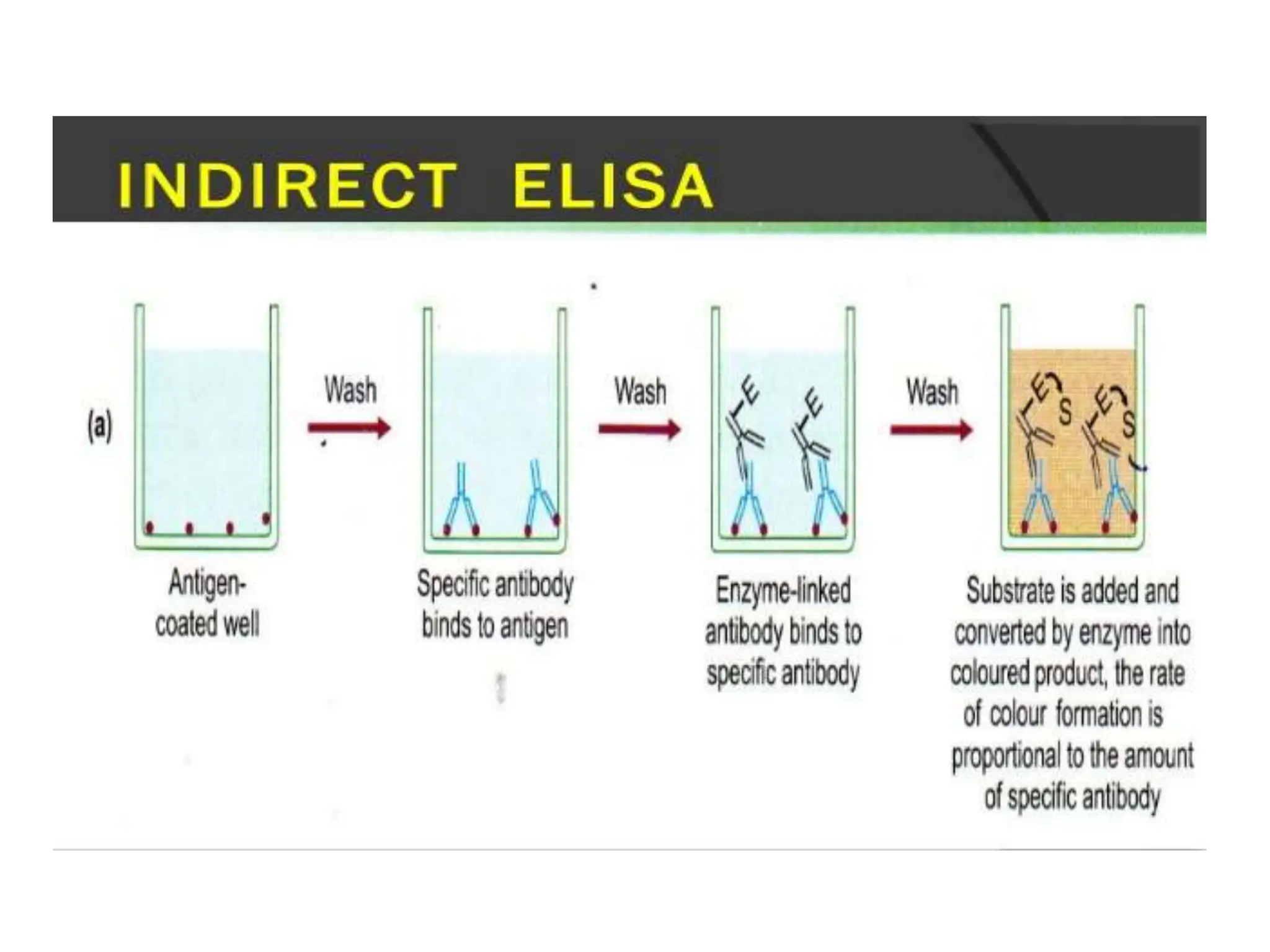 ELISA- Principle, Types and Applications.pptx