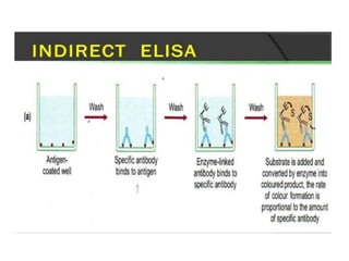 ELISA- Principle, Types and Applications.pptx