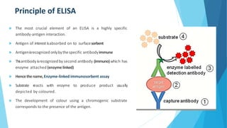 Elisa ria | PPTX
