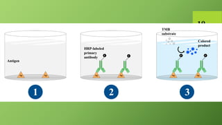 ELISA (1).pdf