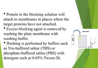 elisa (1) enzyme linked immunosorbant assay.pptx