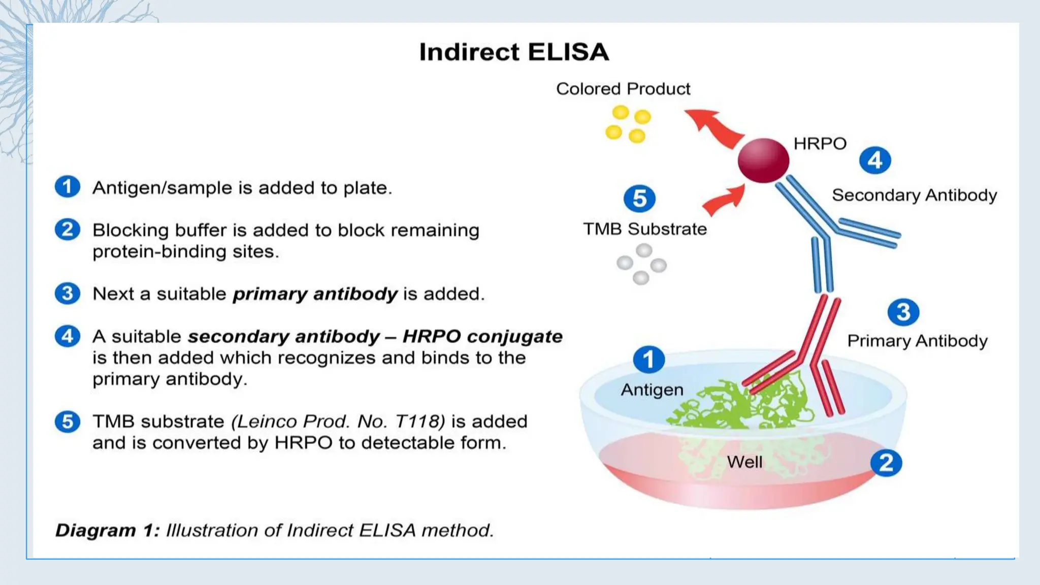 elisa model based on laboratory technique .pptx