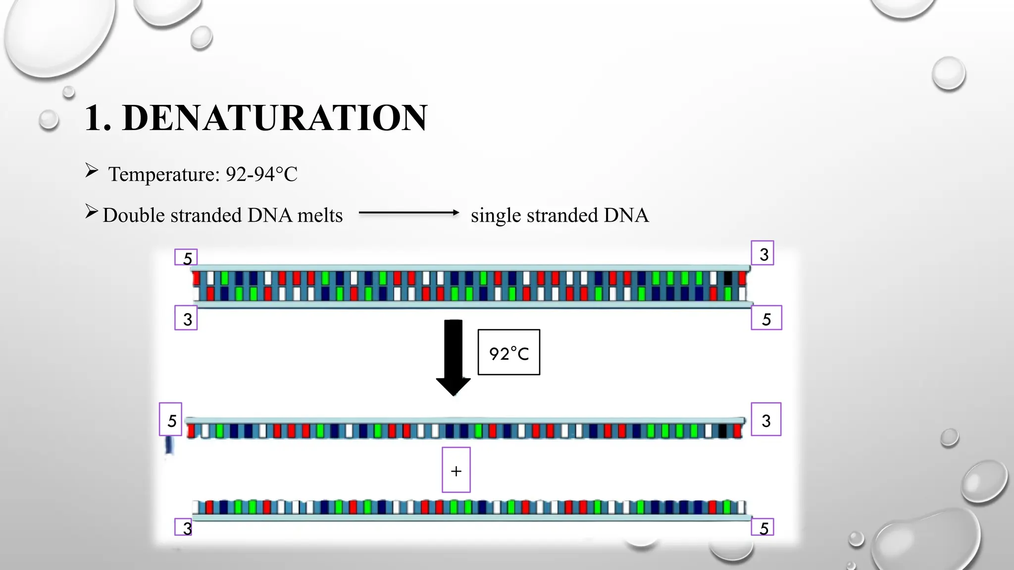 ELISA and PCR - Introduction, procedure, types and application | PPTX