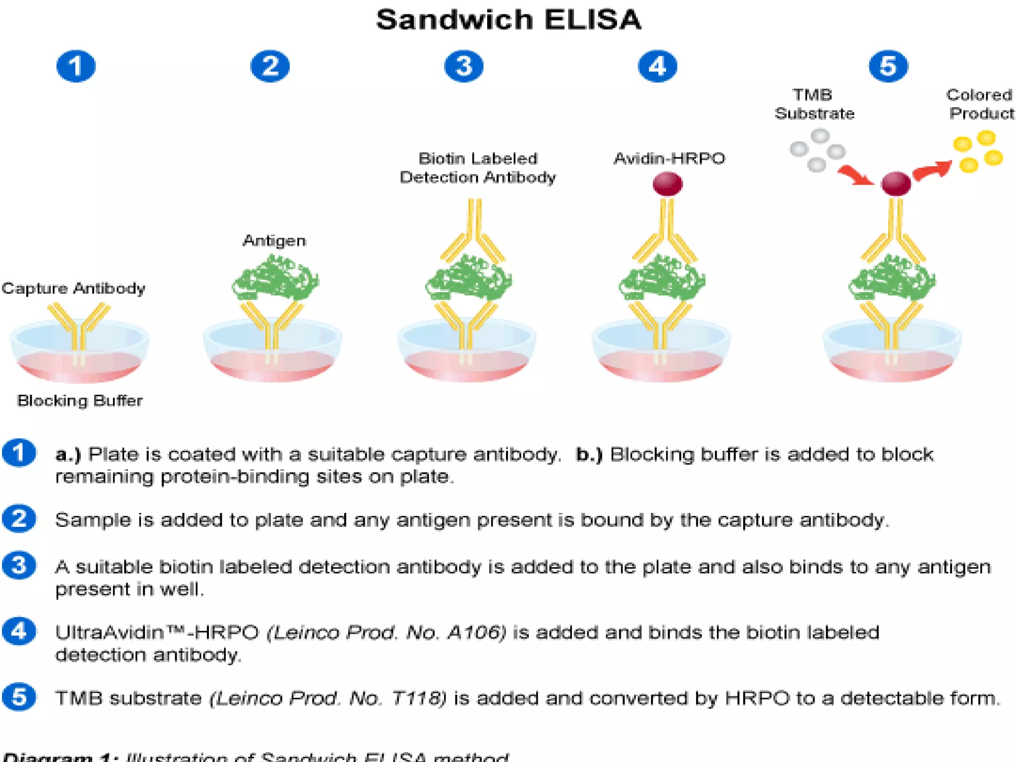 Prueba de ELISA (enzyme-linked immunosorbent assay) | PPTX