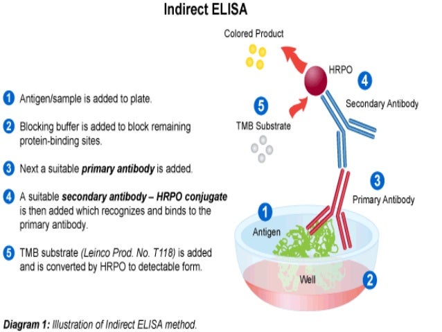 Prueba de ELISA (enzyme-linked immunosorbent assay)