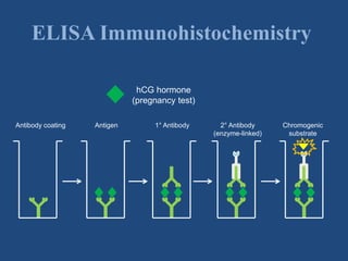 Elisa- ENZYME LINKED IMMUNO SORBENT ASSAY | PPTX