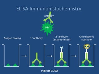 Elisa- ENZYME LINKED IMMUNO SORBENT ASSAY | PPTX