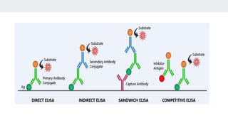 ELISA Principle, How it works | PPTX