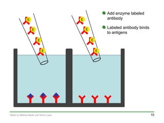 ELISA Test: Enzyme-linked Immunosorbent Assay | PPTX