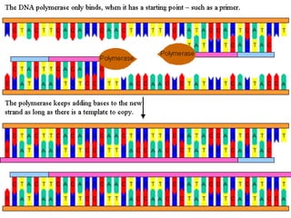 ELISA & PCR.ppt and munological test and pcr | PPT