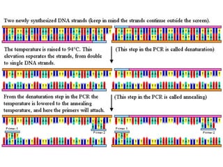 ELISA & PCR.ppt and munological test and pcr | PPT