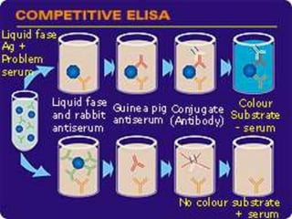 ELISA & PCR.ppt and munological test and pcr | PPT