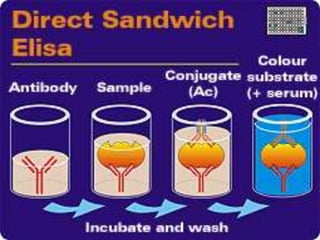 ELISA & PCR.ppt and munological test and pcr | PPT