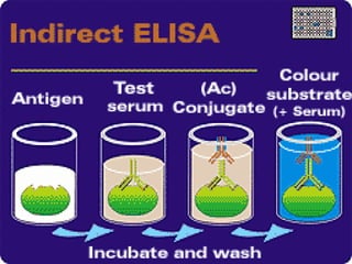 ELISA & PCR.ppt and munological test and pcr | PPT