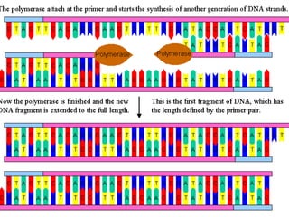 ELISA & PCR.ppt and immunoloical study and tests | PPT