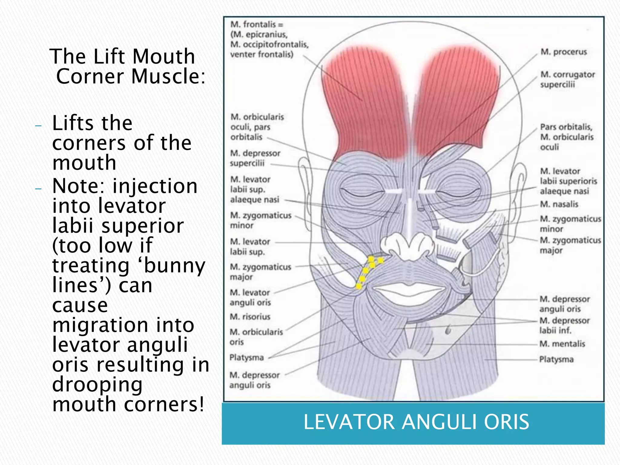 botox training | PDF