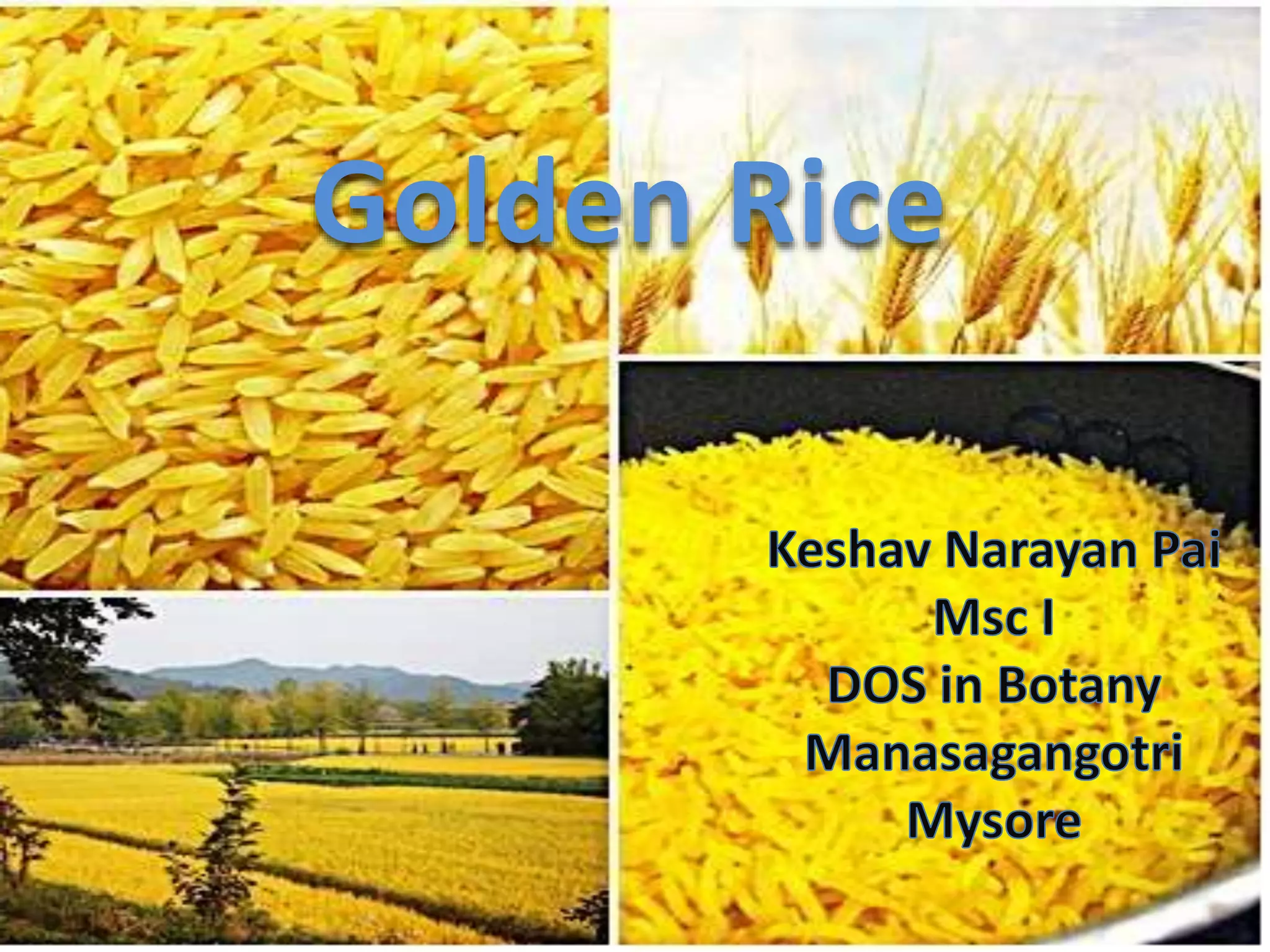 Elite crop (golden rice) | PPTX