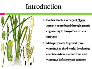 Elite crop (golden rice) | PPTX