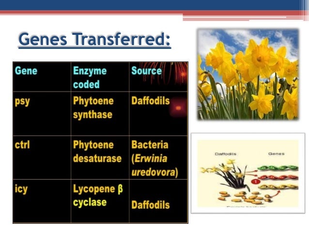Elite crop (golden rice)