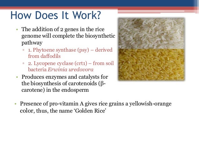 Elite crop (golden rice)