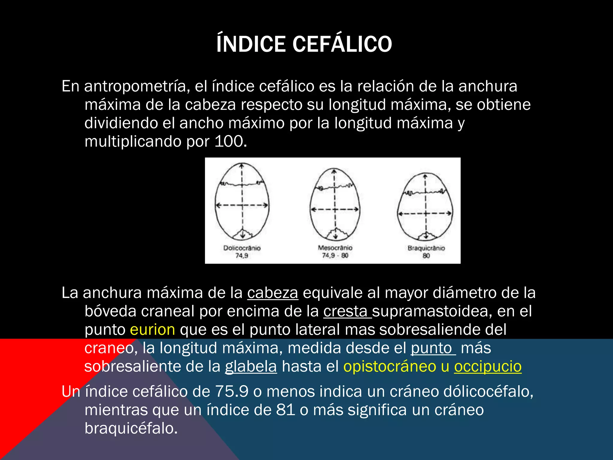Variaciones normales en la forma de la cara y bases anatomicas de las ...